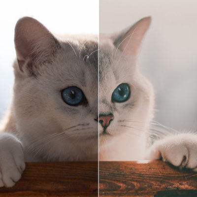 Free Adobe Lightroom Presets for All Occasions