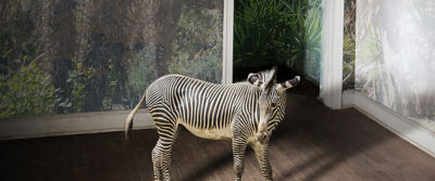 Instinctively Animals Animal Instinct Royalty Free Stock Photos - Image ...